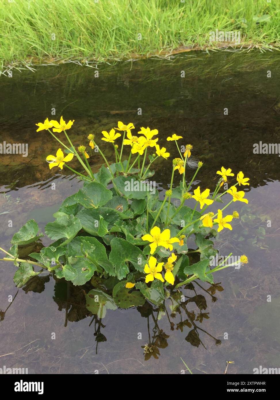 marsh marigold (Caltha palustris) Plantae Stock Photo - Alamy