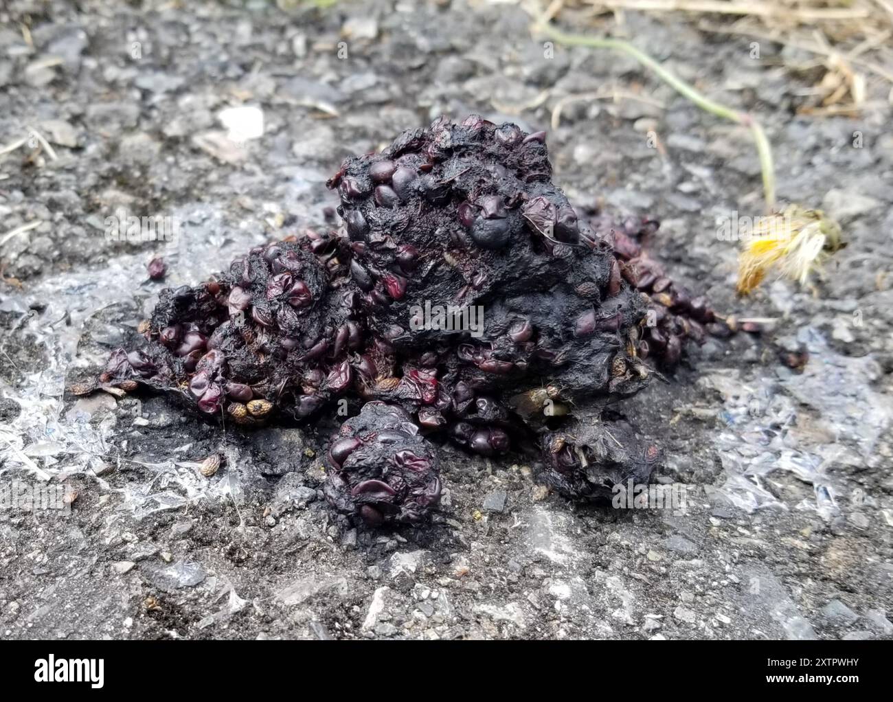 Mammals (Mammalia) Mammalia Stock Photo - Alamy
