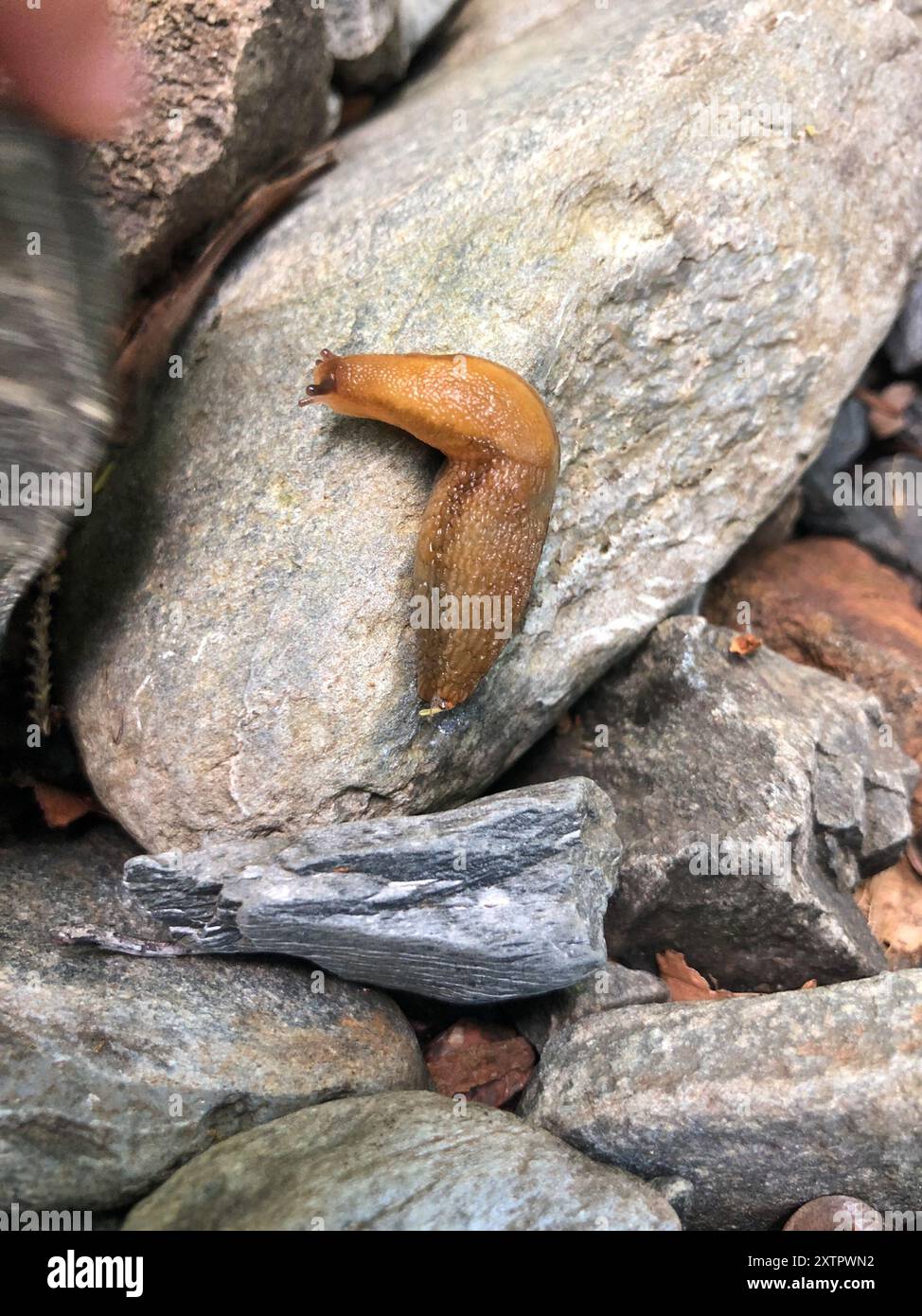 Western Dusky Slug (Arion subfuscus) Mollusca Stock Photo - Alamy
