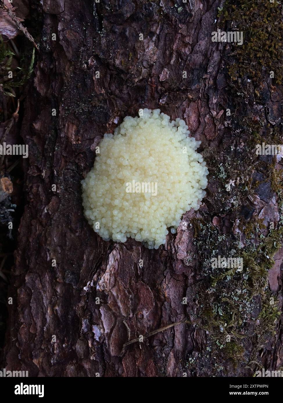 True slime molds hi-res stock photography and images - Alamy