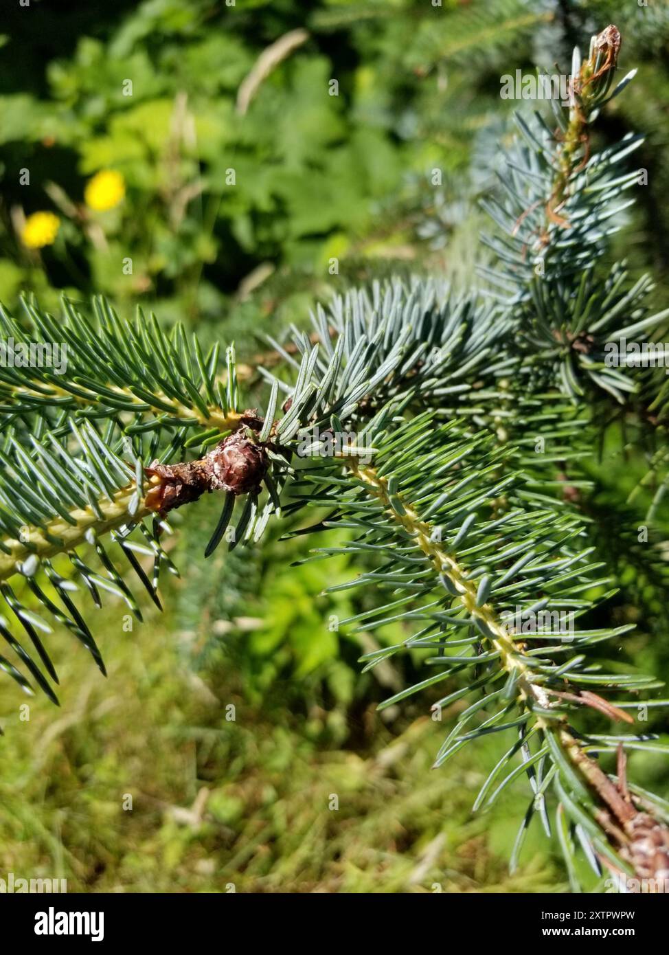 Sitka spruce (Picea sitchensis) Plantae Stock Photo - Alamy
