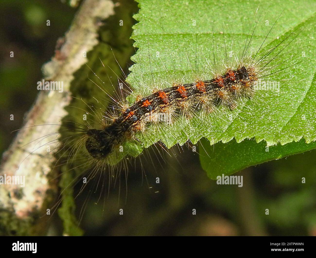 Spongy Moth (Lymantria dispar) Insecta Stock Photo - Alamy