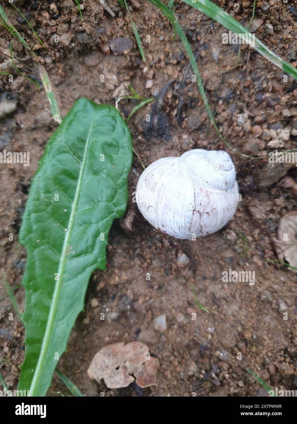 Roman Snail (Helix pomatia) Mollusca Stock Photo - Alamy