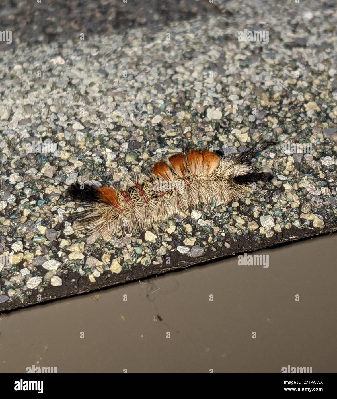 Douglas-fir tussock moth (Orgyia pseudotsugata) Insecta Stock Photo - Alamy
