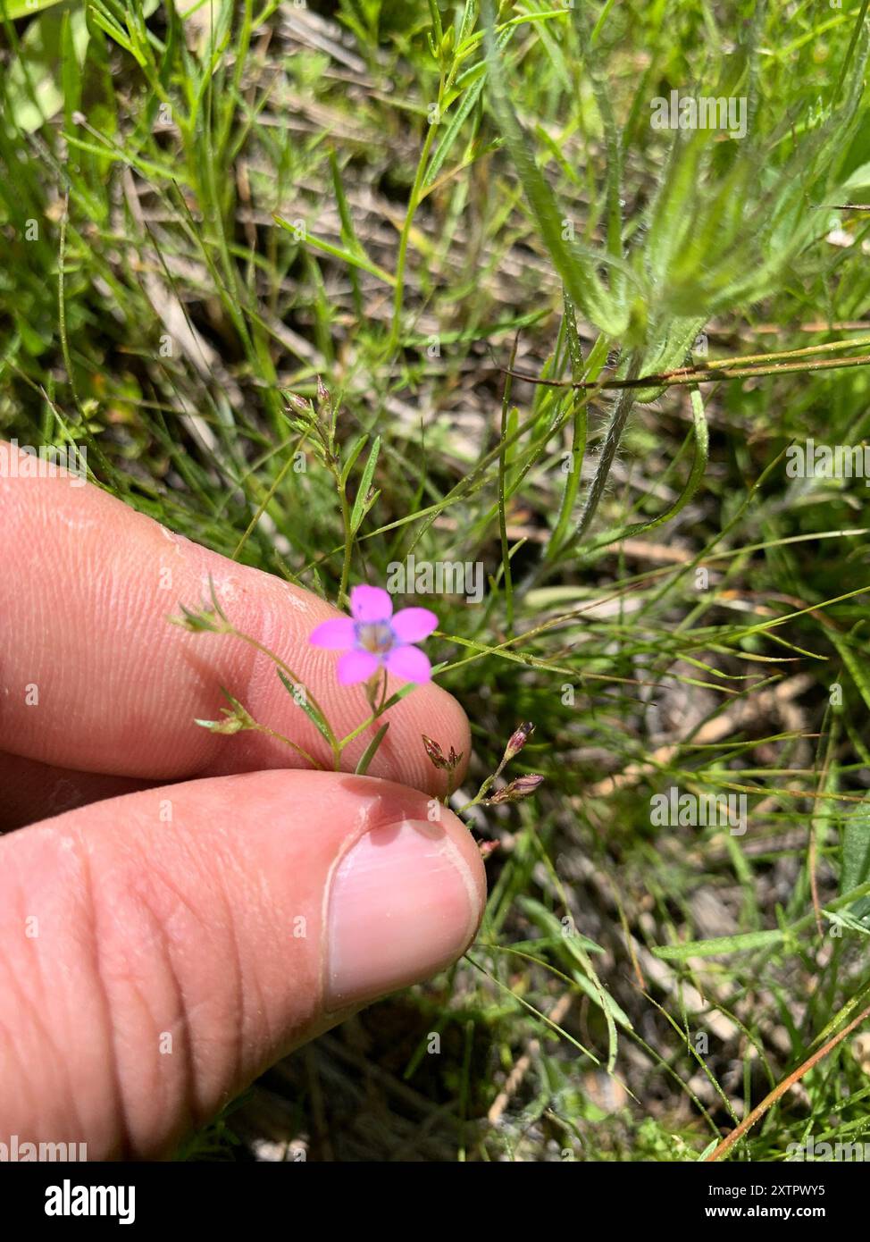 Bridges' pincushionplant (Navarretia leptalea) Plantae Stock Photo - Alamy