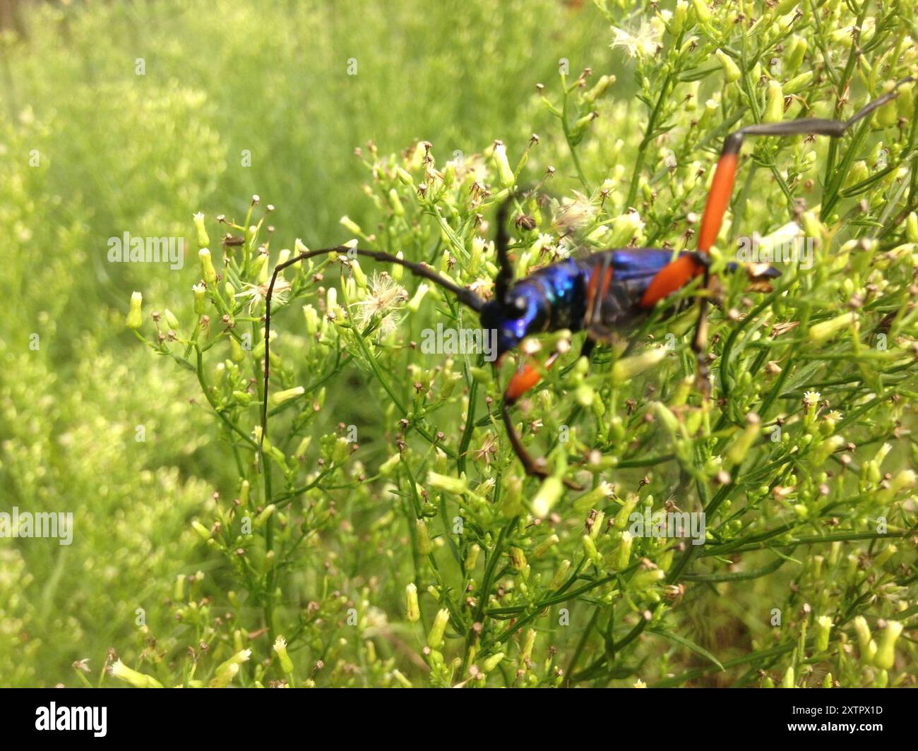 Bumelia Borer (Plinthocoelium suaveolens) Insecta Stock Photo - Alamy