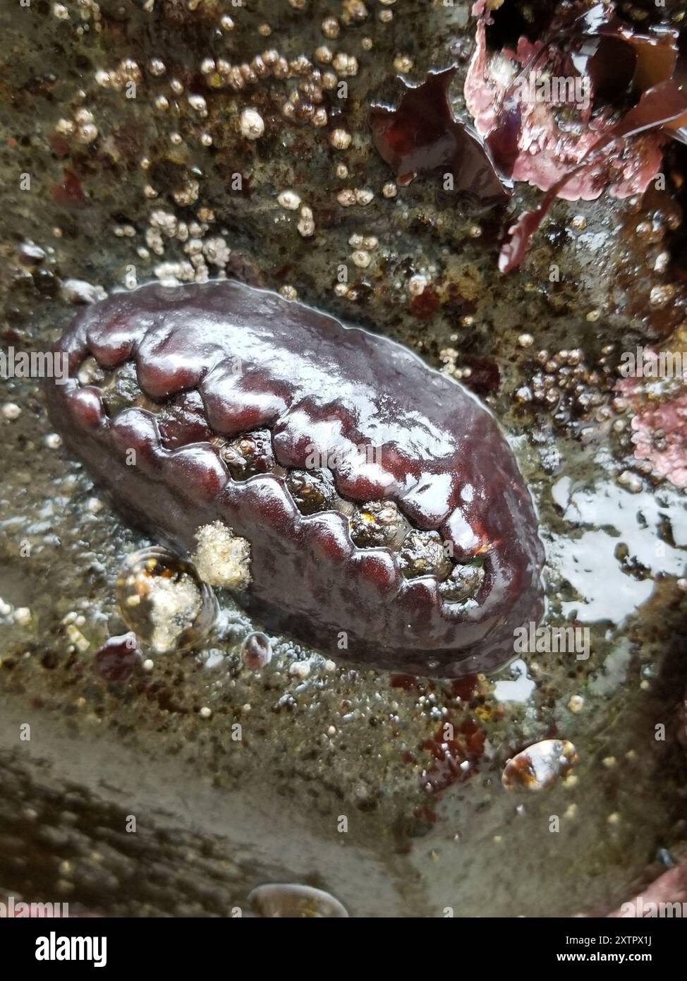 Black Leather Chiton (Katharina tunicata) Mollusca Stock Photo - Alamy