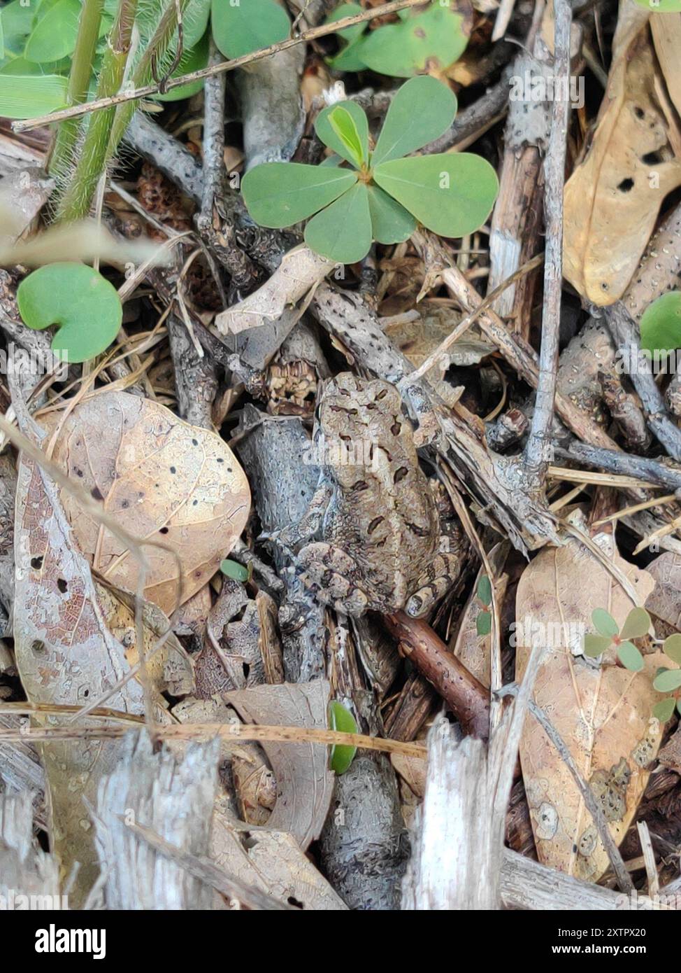 Southern Toad (Anaxyrus terrestris) Amphibia Stock Photo - Alamy