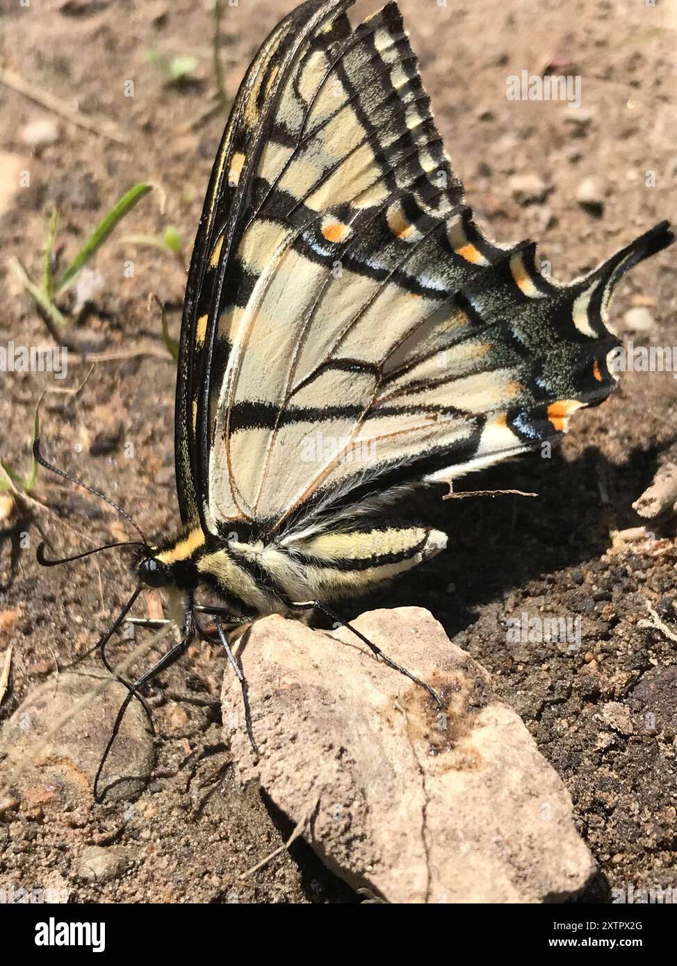 Canadian × Eastern Tiger Swallowtail (Papilio canadensis × glaucus ...