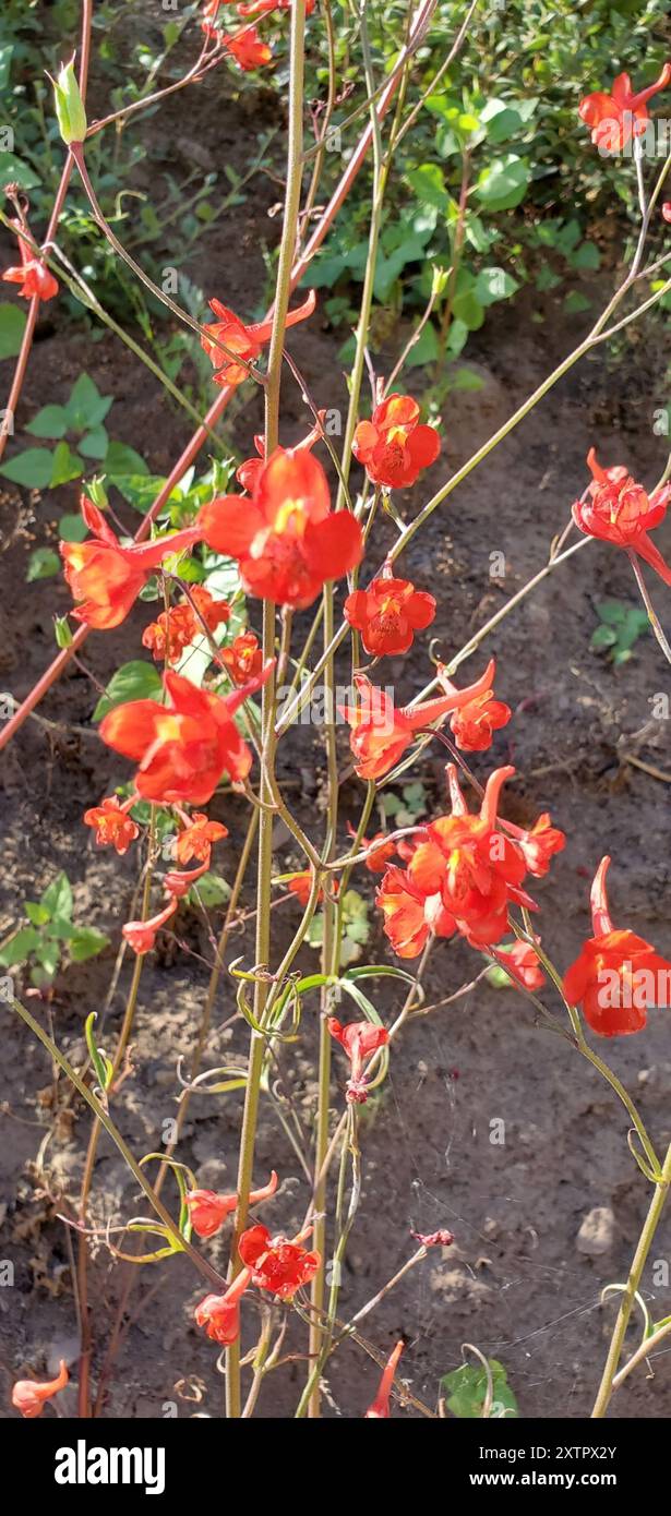 Scarlet Larkspur (Delphinium cardinale) Plantae Stock Photo - Alamy