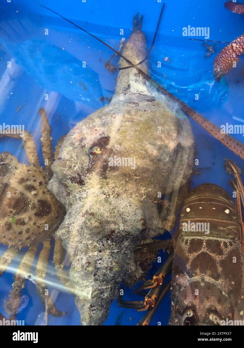 Florida Horse Conch (Triplofusus giganteus) Mollusca Stock Photo - Alamy