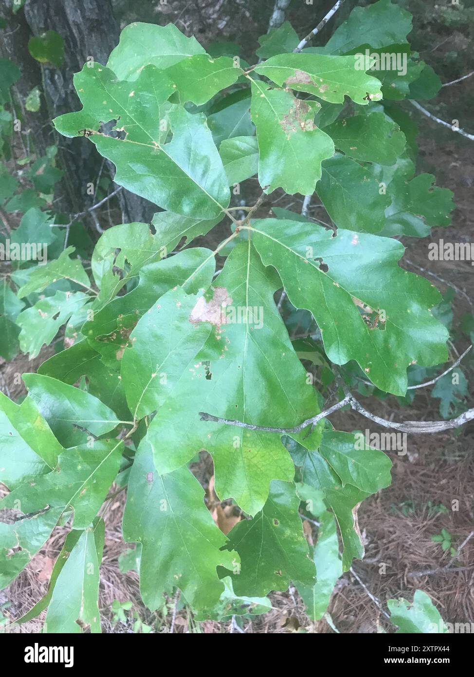southern red oak (Quercus falcata) Plantae Stock Photo - Alamy