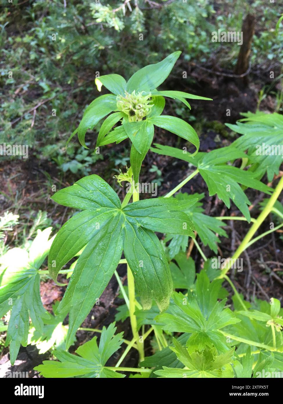 Subalpine Larkspur (Delphinium barbeyi) Plantae Stock Photo - Alamy