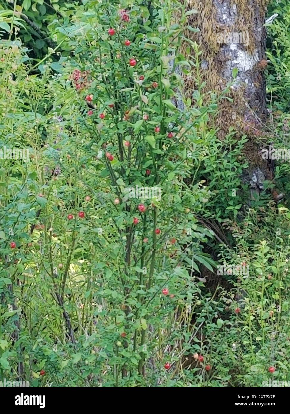 Red Huckleberry (Vaccinium parvifolium) Plantae Stock Photo - Alamy