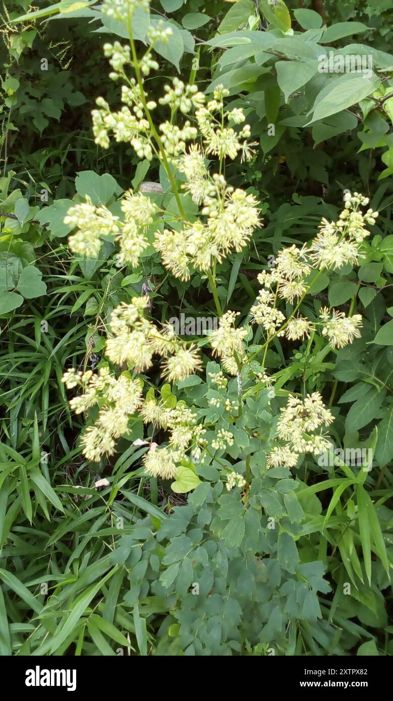 Lesser Meadow-rue (Thalictrum minus) Plantae Stock Photo - Alamy
