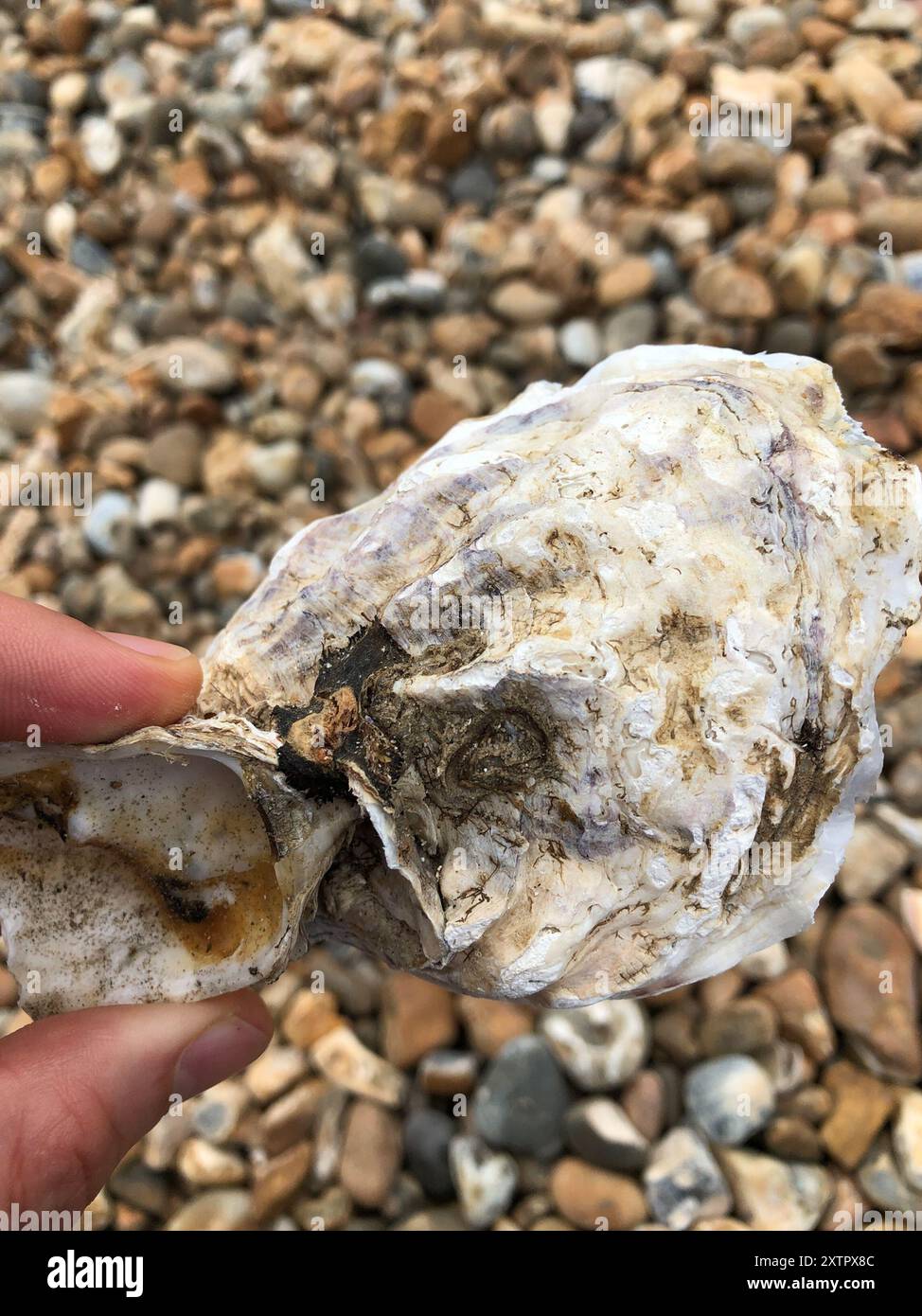 Pacific Oyster (Magallana gigas) Mollusca Stock Photo - Alamy