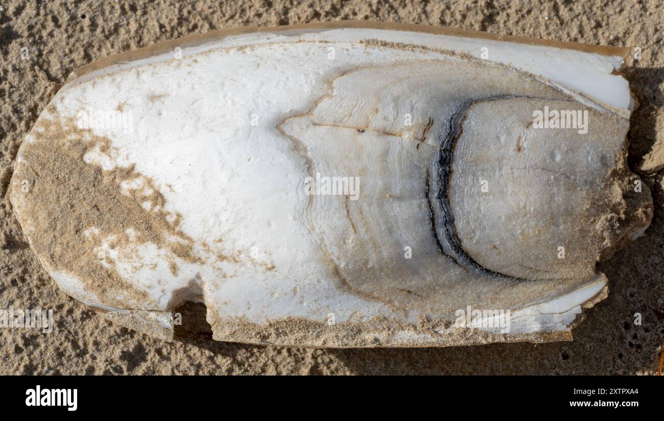 Australian Giant Cuttlefish (Ascarosepion apama) Mollusca Stock Photo ...