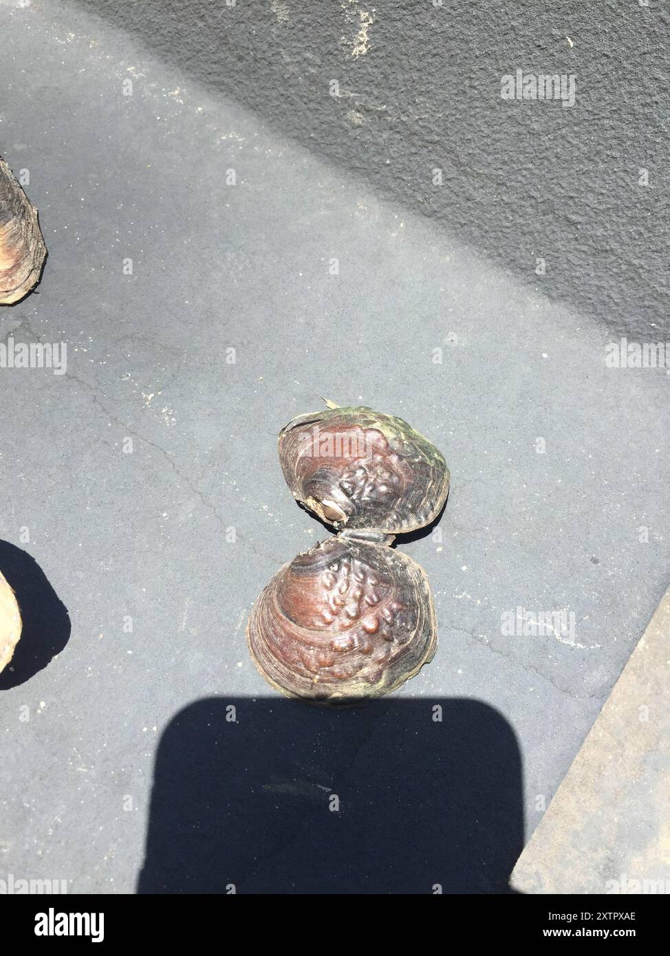 Pimpleback (Cyclonaias pustulosa) Mollusca Stock Photo - Alamy