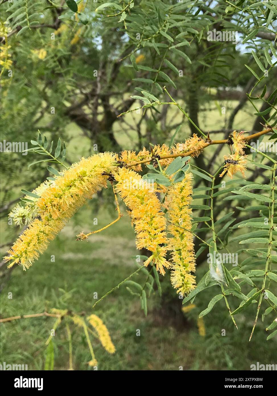 honey mesquite (Neltuma glandulosa) Plantae Stock Photo - Alamy