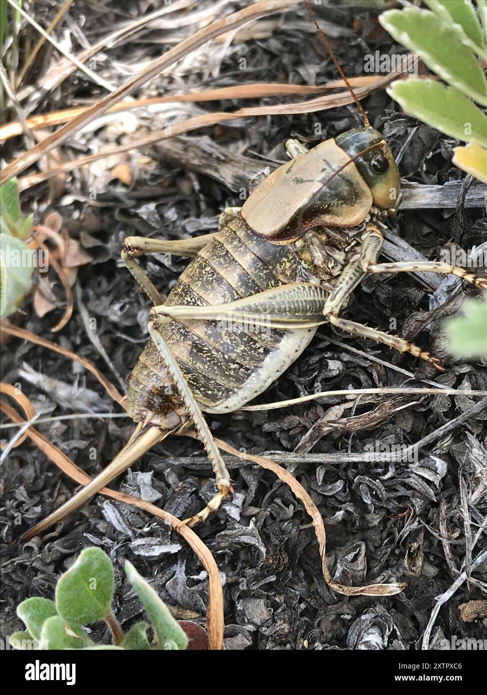 Anabrus simplex hi-res stock photography and images - Alamy