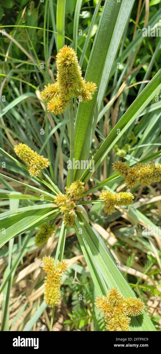 Swamp Flatsedge (Cyperus ligularis) Plantae Stock Photo - Alamy