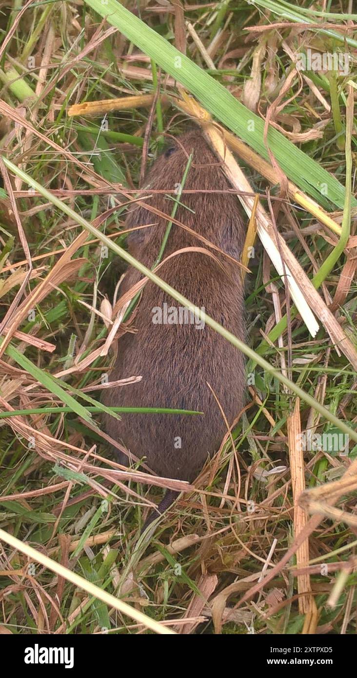 Field Vole (Microtus agrestis) Mammalia Stock Photo - Alamy