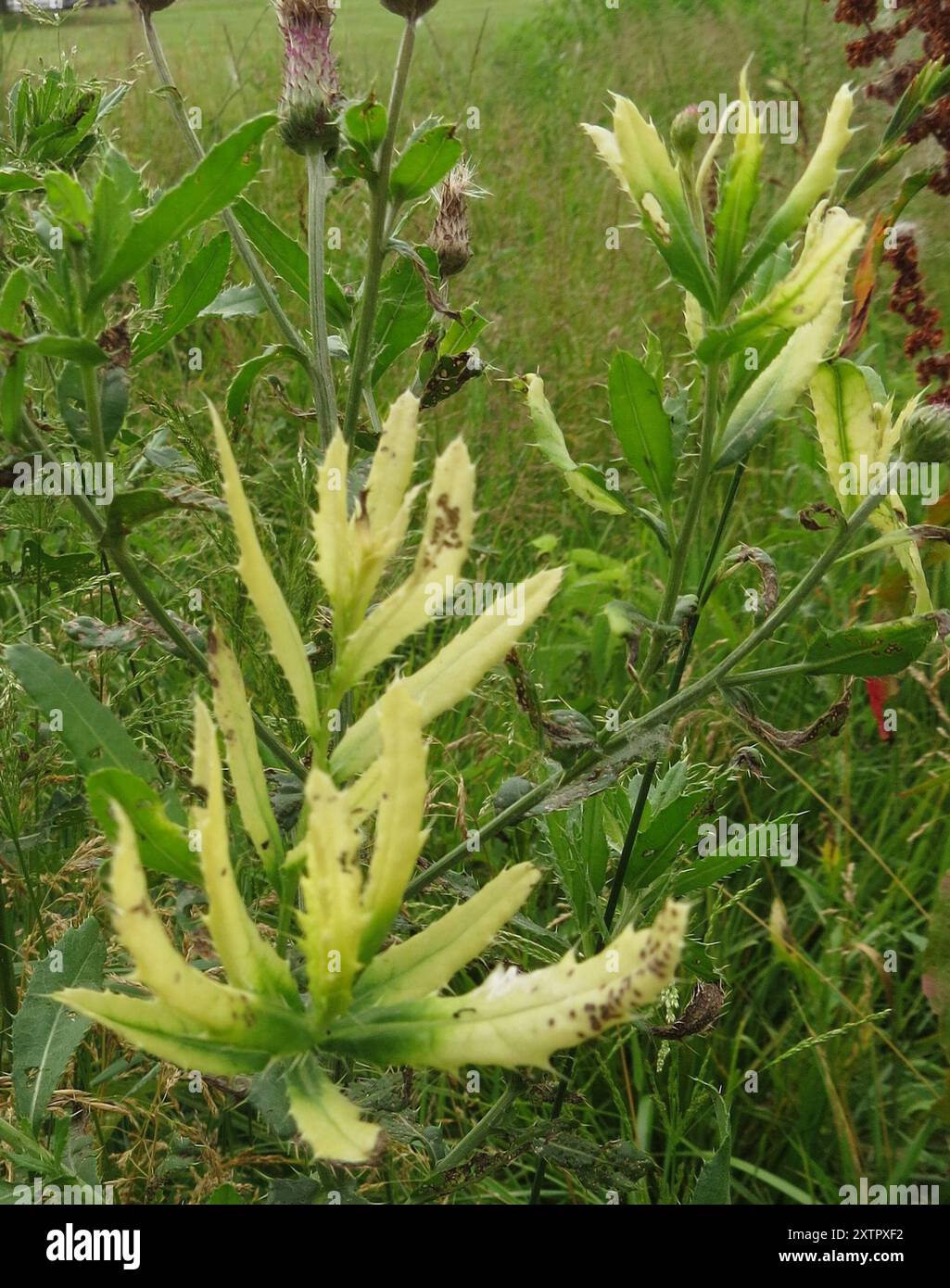 Bacterial Speck (Pseudomonas syringae Stock Photo - Alamy