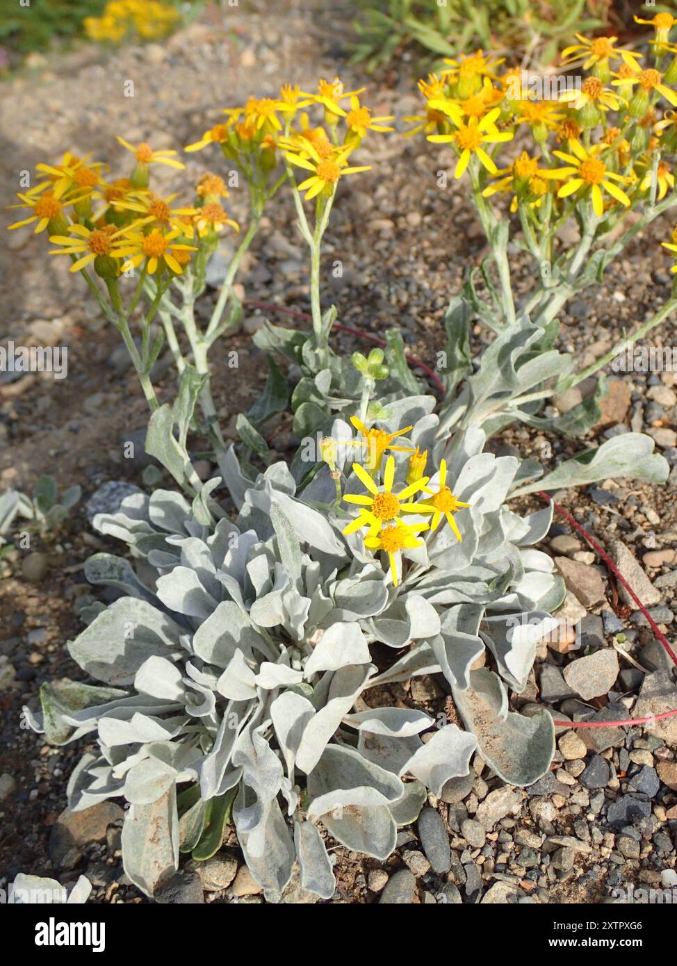 woolly groundsel (Packera cana) Plantae Stock Photo - Alamy