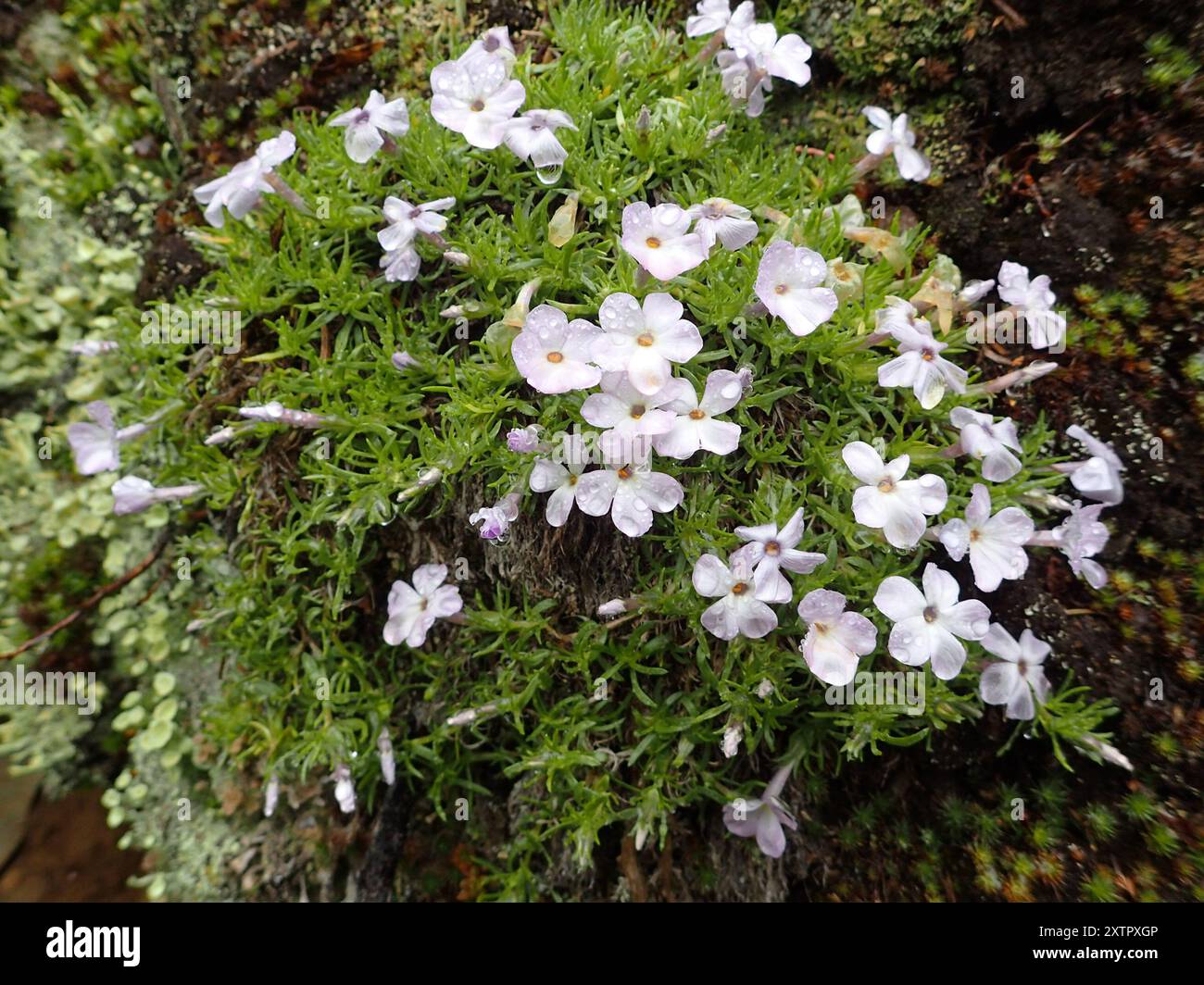 spreading phlox (Phlox diffusa) Plantae Stock Photo - Alamy