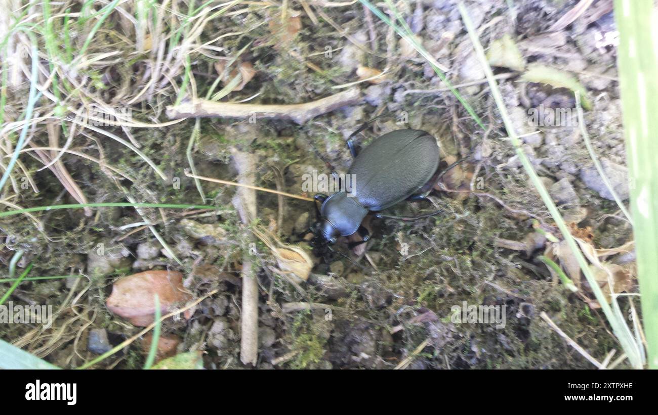 (Carabus coriaceus) Insecta Stock Photo - Alamy