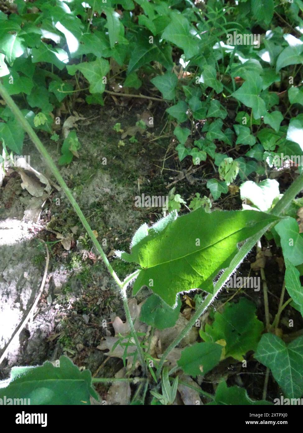 Wall hawkweed (Hieracium murorum) Plantae Stock Photo - Alamy
