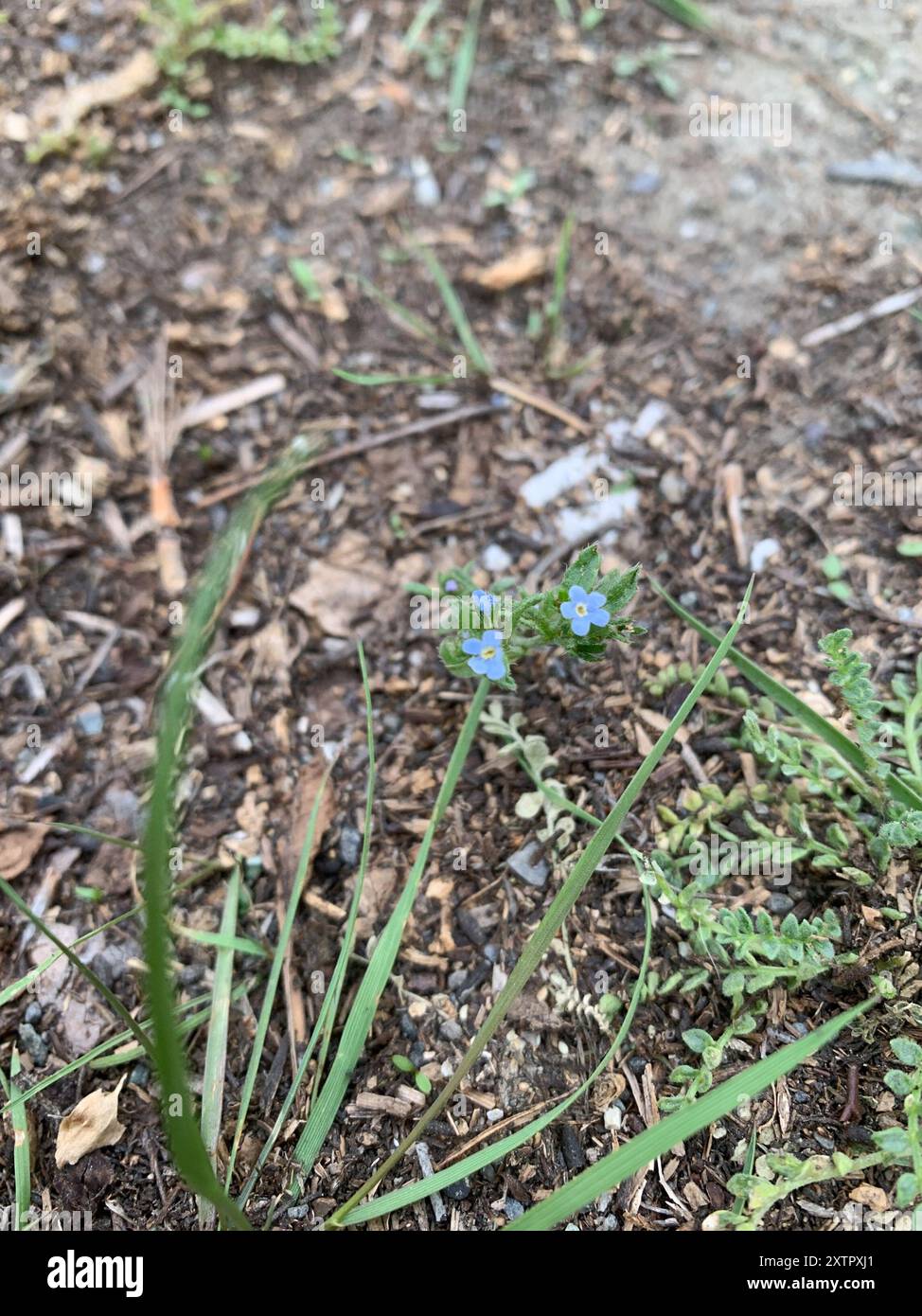 mountain forget-me-not (Myosotis asiatica) Plantae Stock Photo - Alamy