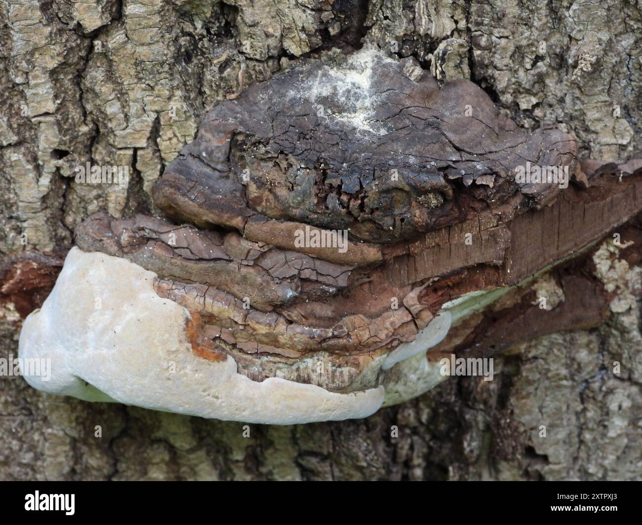southern bracket (Ganoderma australe) Fungi Stock Photo - Alamy