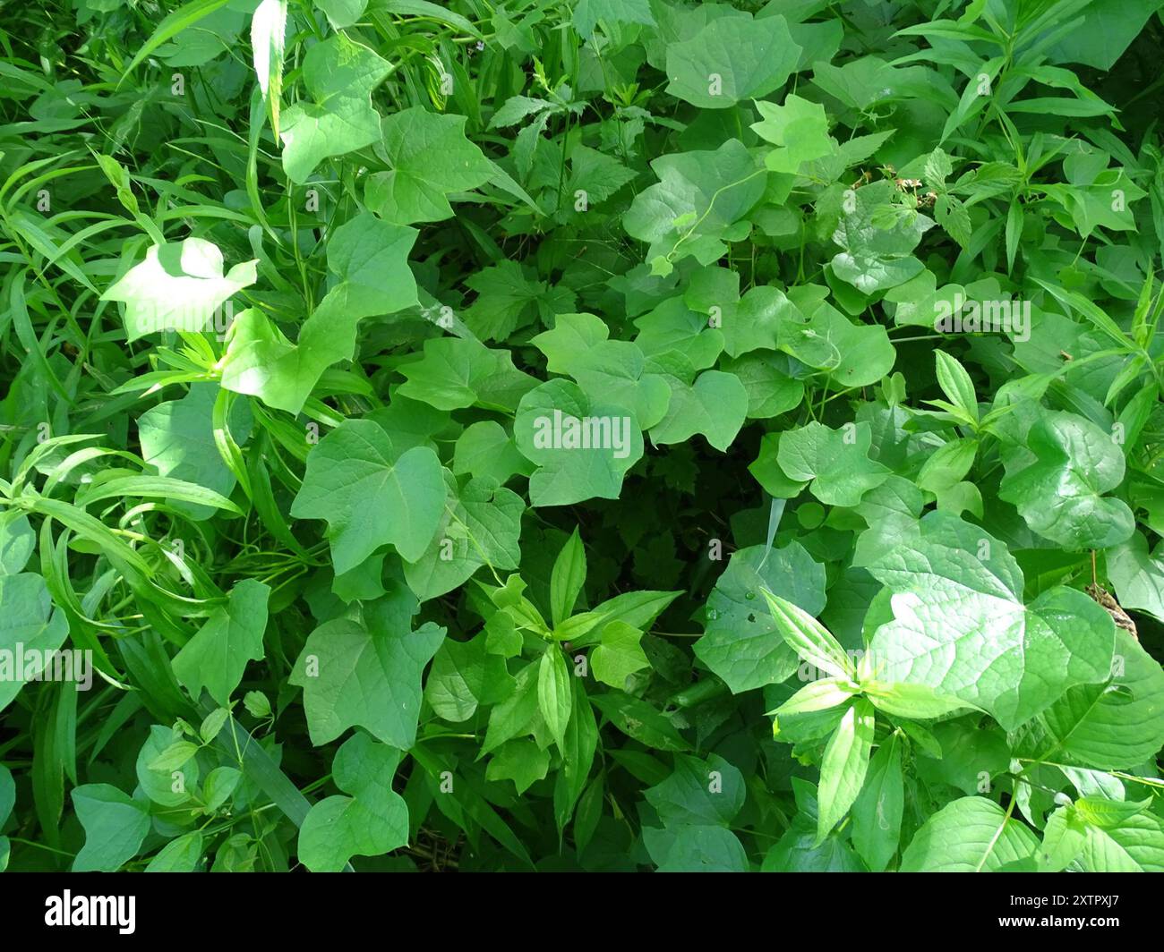 moonseed (Menispermum canadense) Plantae Stock Photo - Alamy