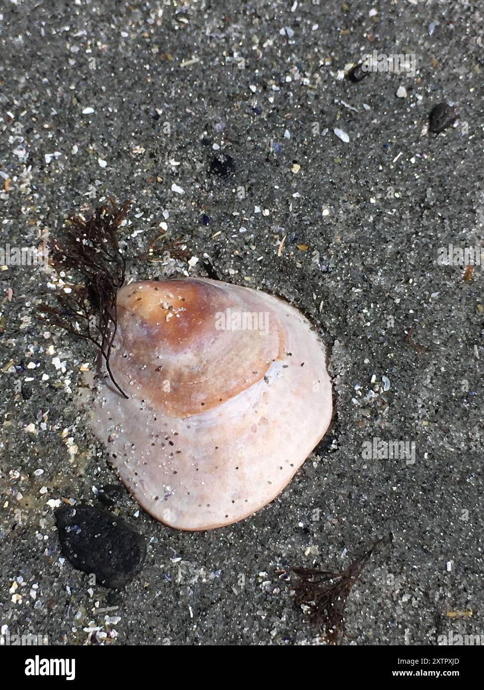 Common Atlantic Slippersnail (Crepidula fornicata) Mollusca Stock Photo ...