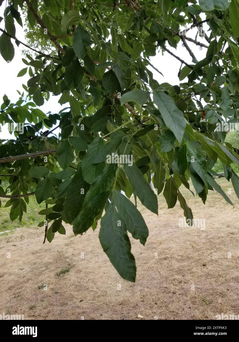 Oregon Ash (Fraxinus latifolia) Plantae Stock Photo - Alamy