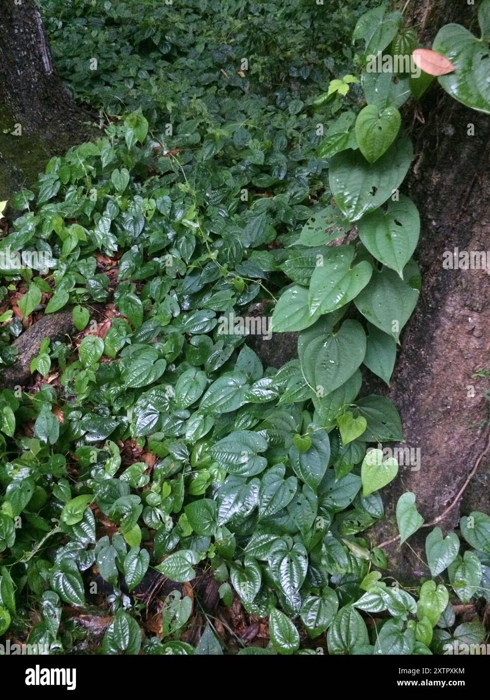 air potato (Dioscorea bulbifera) Plantae Stock Photo - Alamy