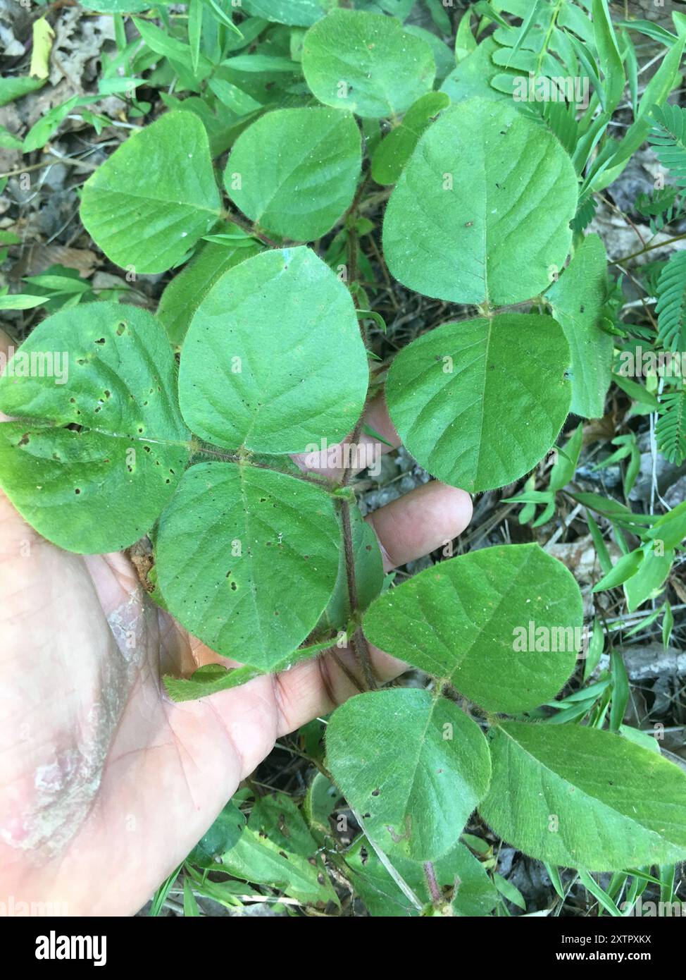 Round-leaved Trailing Tick-trefoil (Desmodium rotundifolium) Plantae ...