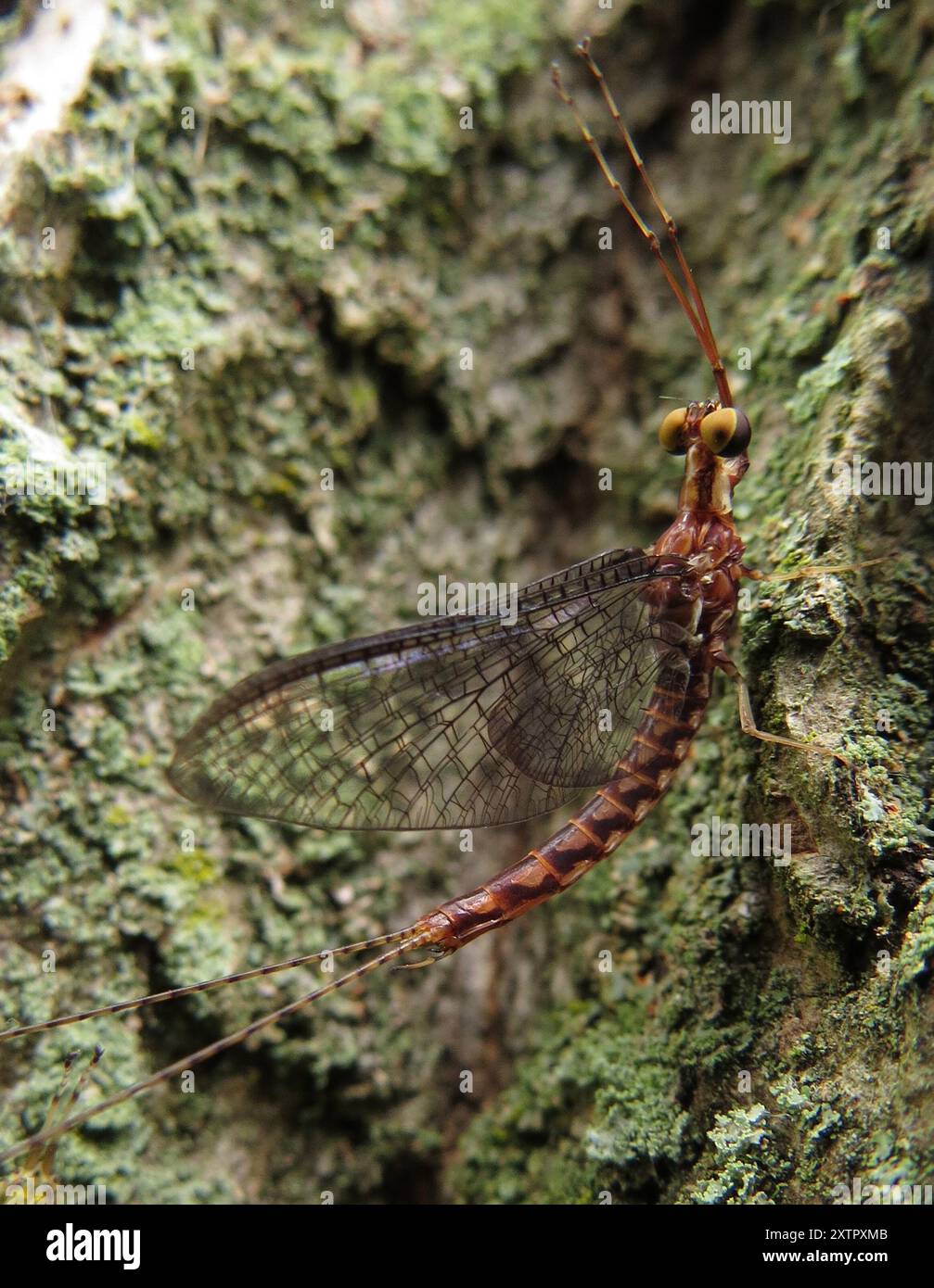 Giant Mayflies (Hexagenia) Insecta Stock Photo - Alamy