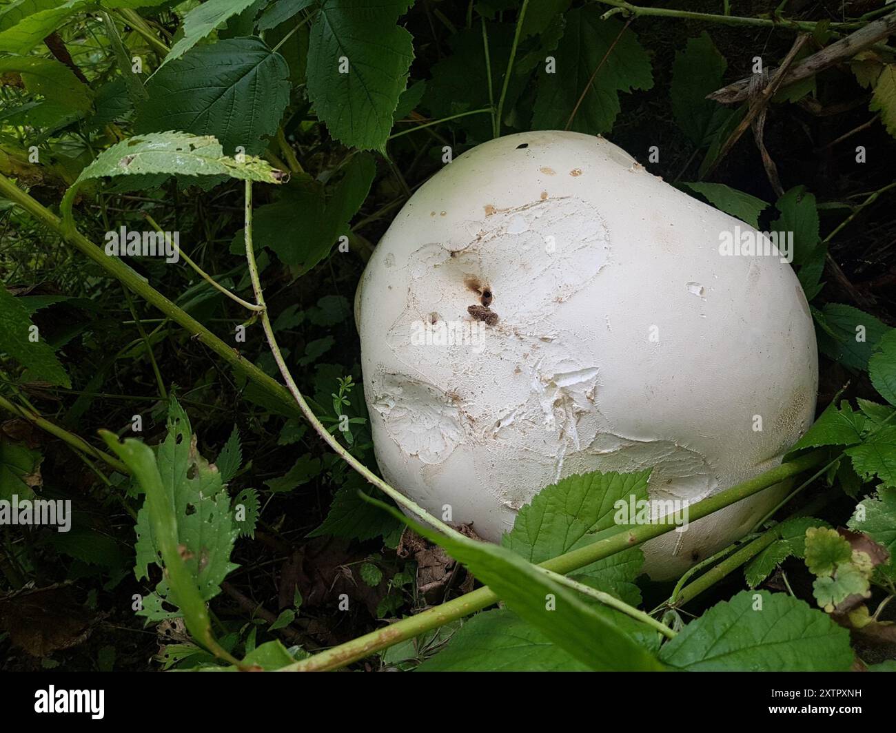 giant puffball (Calvatia gigantea) Fungi Stock Photo - Alamy