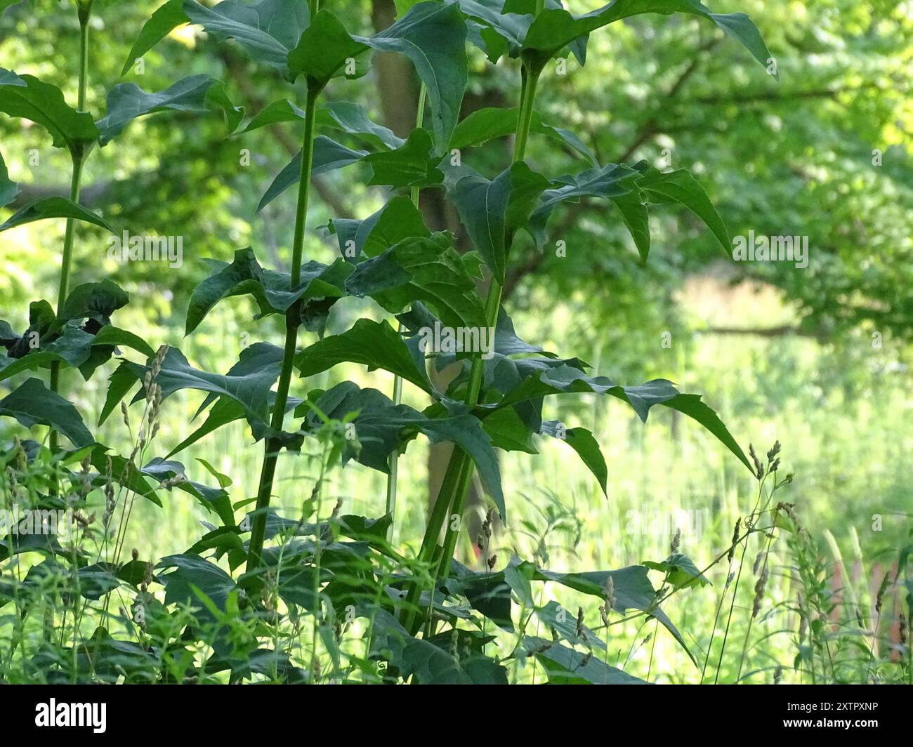 cup plant (Silphium perfoliatum) Plantae Stock Photo - Alamy