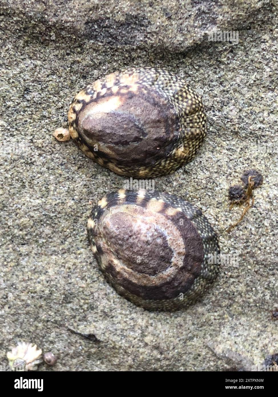 Owl Limpet (Lottia gigantea) Mollusca Stock Photo - Alamy