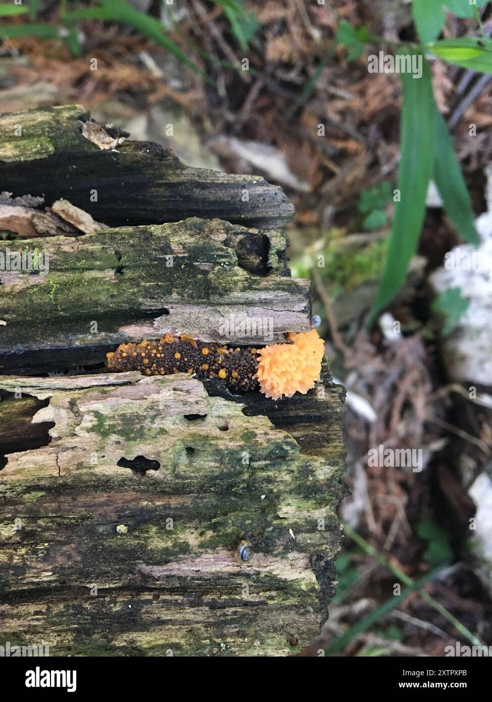 Red Raspberry Slime Mold (Tubifera ferruginosa) Protozoa Stock Photo ...