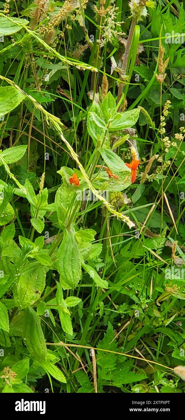 scarlet monkeyflower (Erythranthe cardinalis) Plantae Stock Photo - Alamy