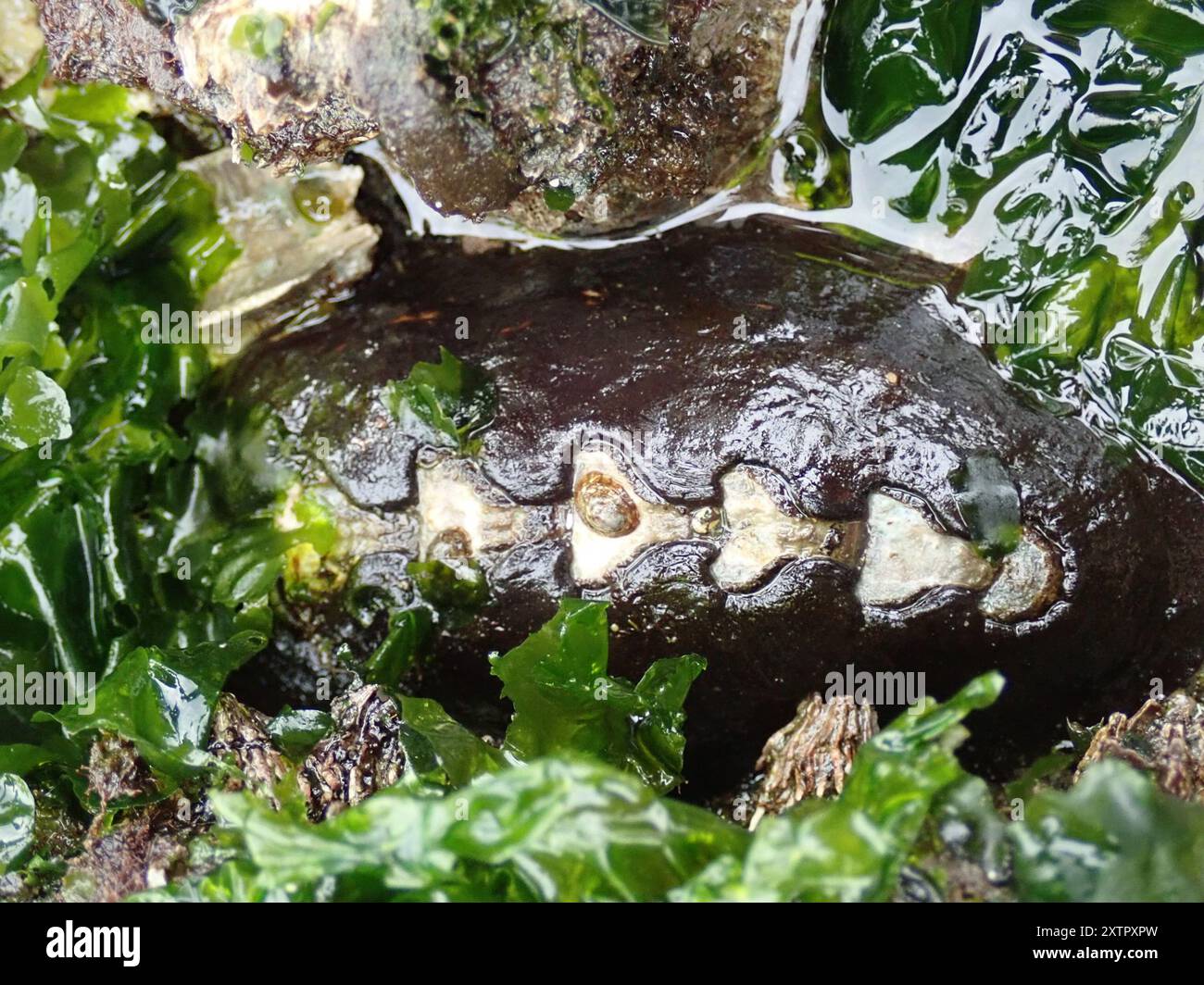 Black Leather Chiton (Katharina tunicata) Mollusca Stock Photo - Alamy