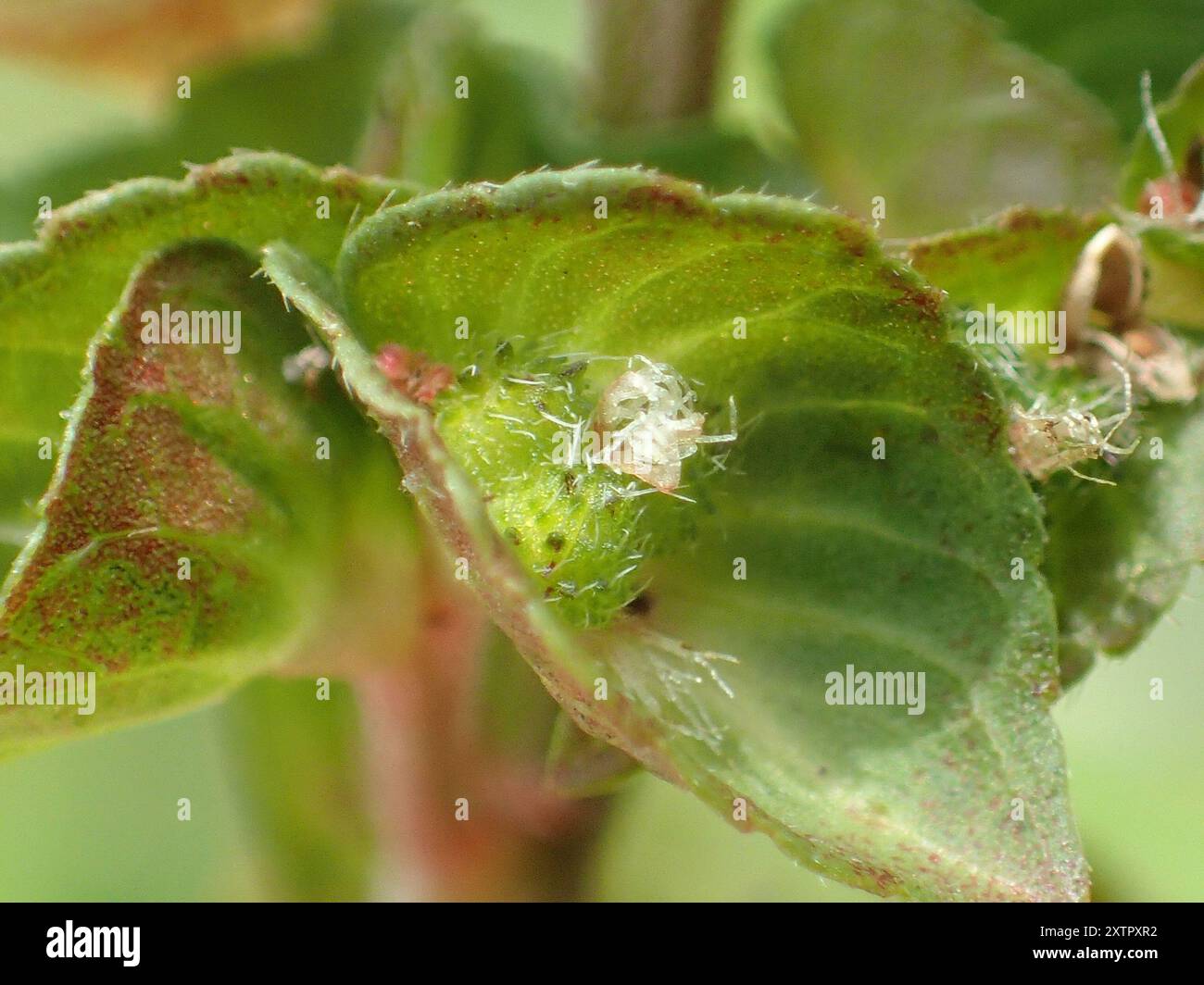Asian Copperleaf (Acalypha australis) Plantae Stock Photo - Alamy