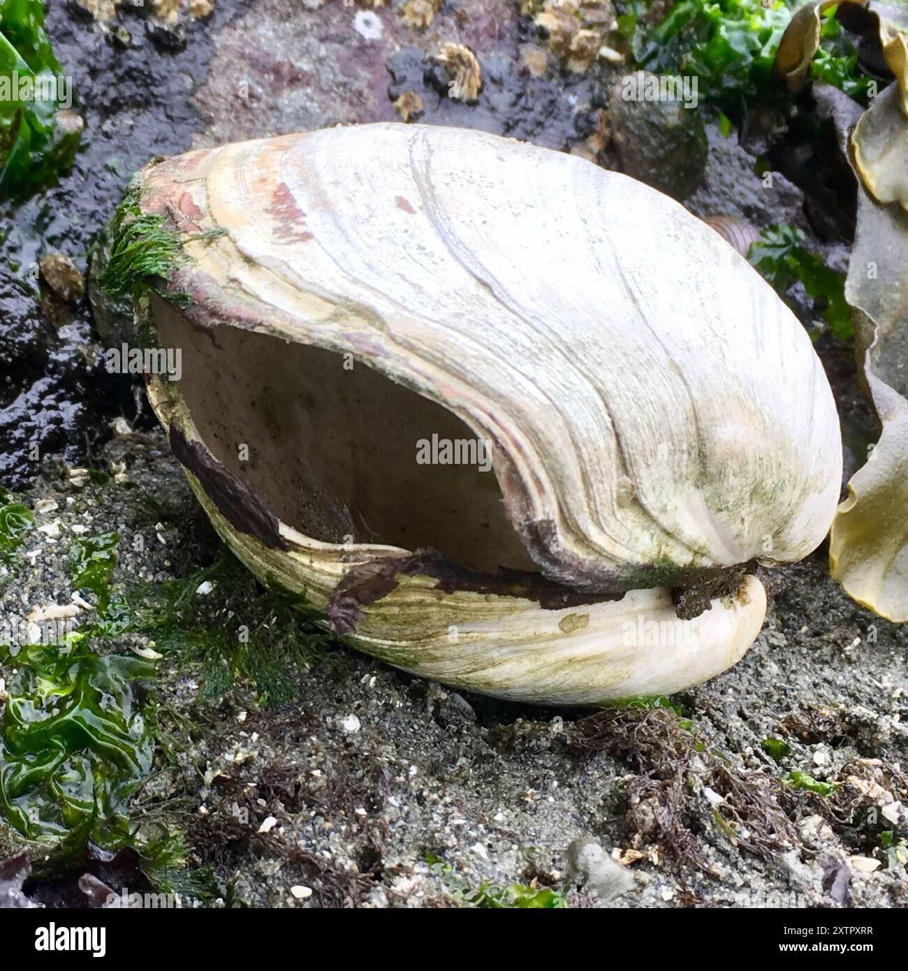 Gaper Clams (Tresus) Mollusca Stock Photo - Alamy