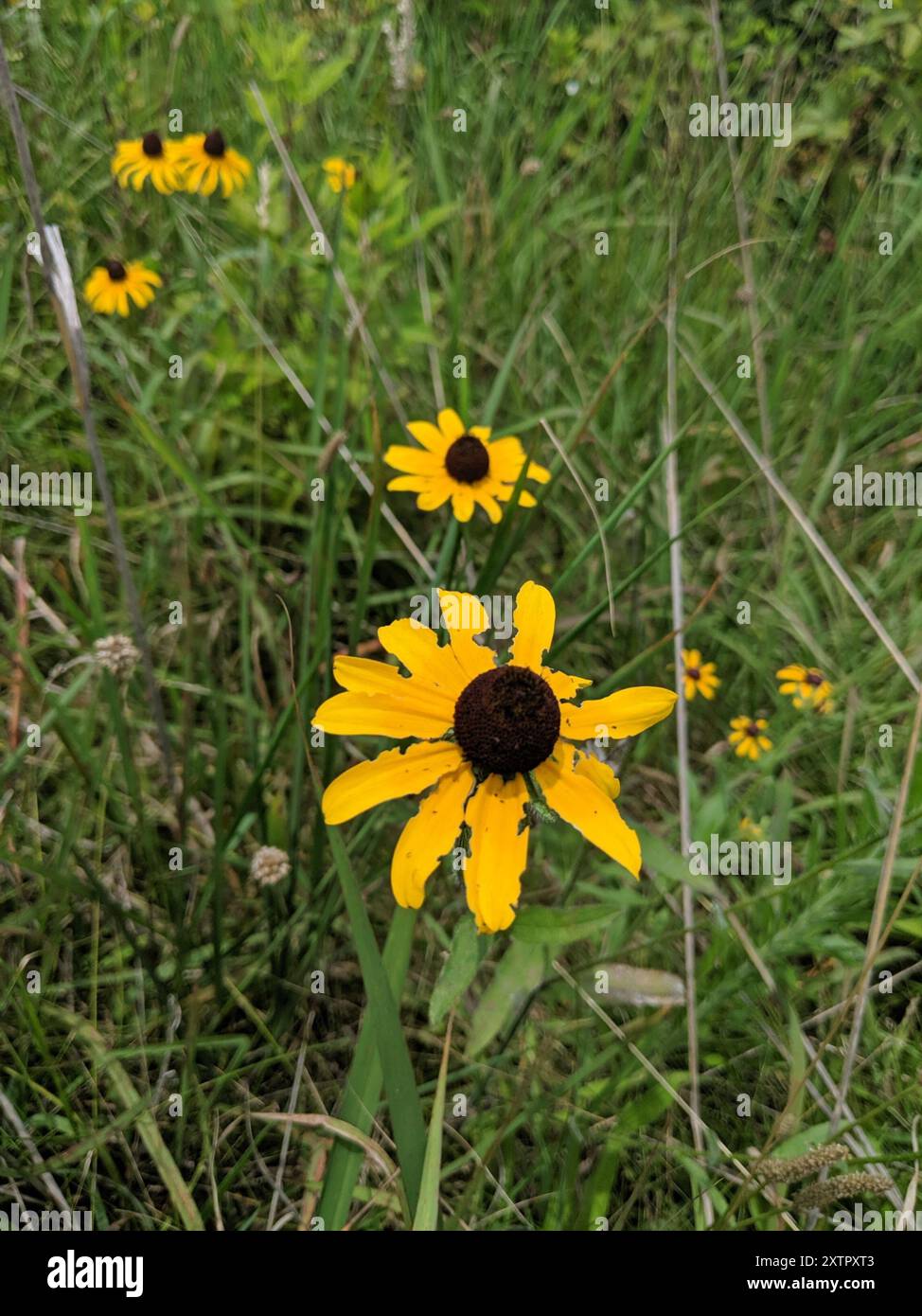 black-eyed Susans and coneflowers (Rudbeckia) Plantae Stock Photo - Alamy