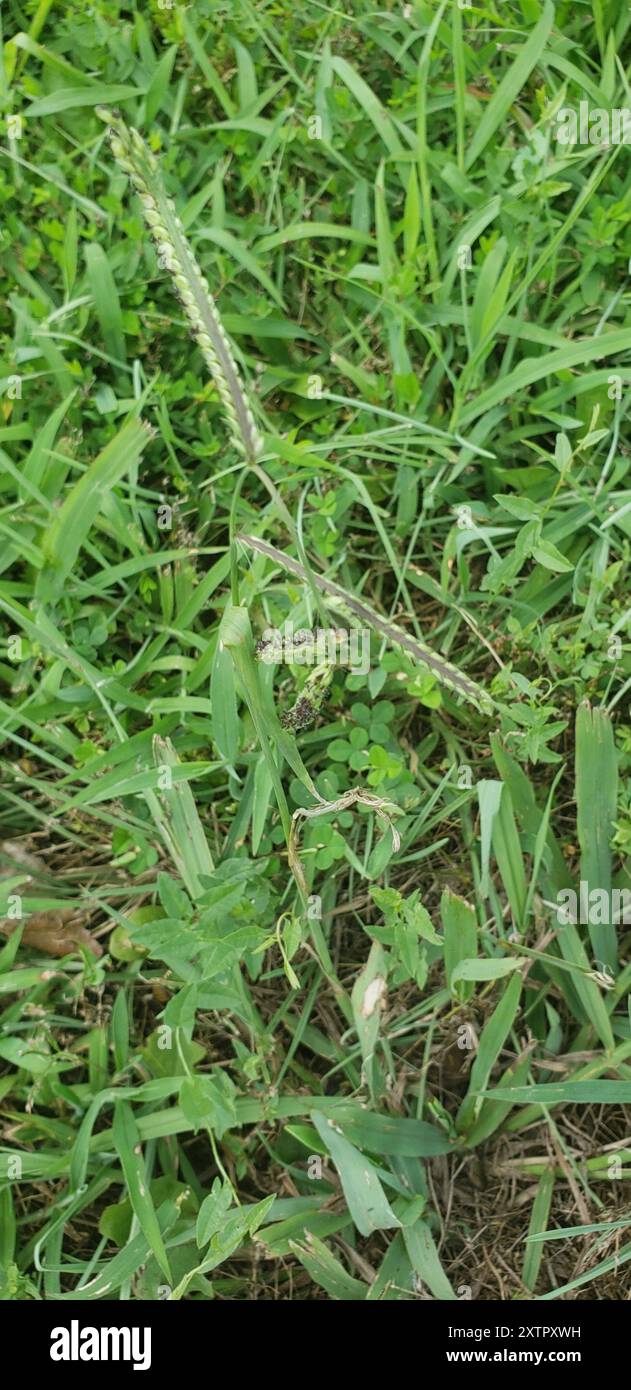 Dallis grass (Paspalum dilatatum) Plantae Stock Photo - Alamy
