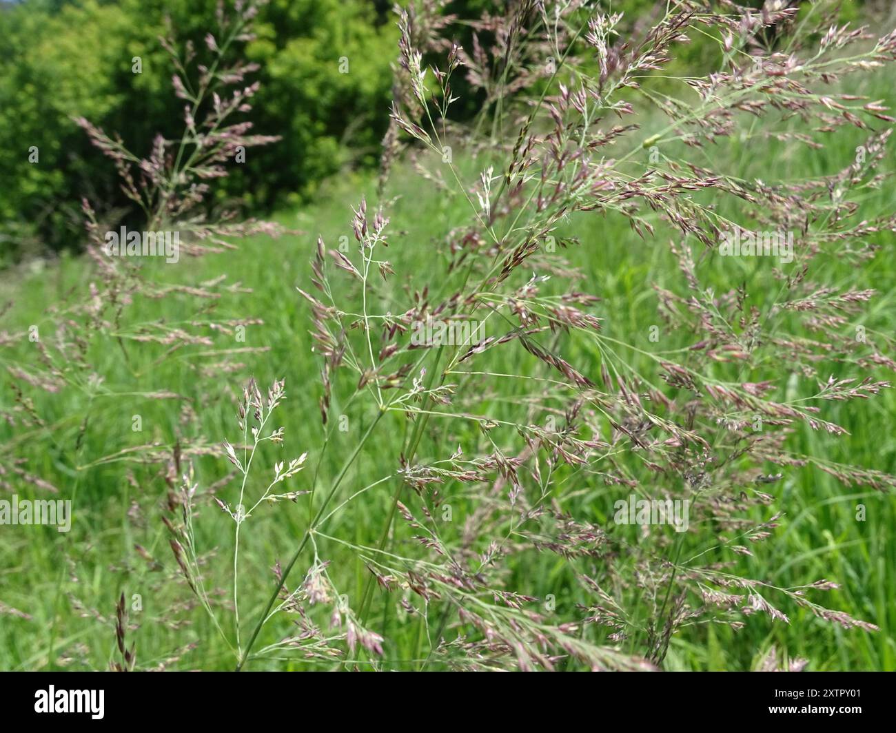 canadian bluejoint (Calamagrostis canadensis) Plantae Stock Photo - Alamy
